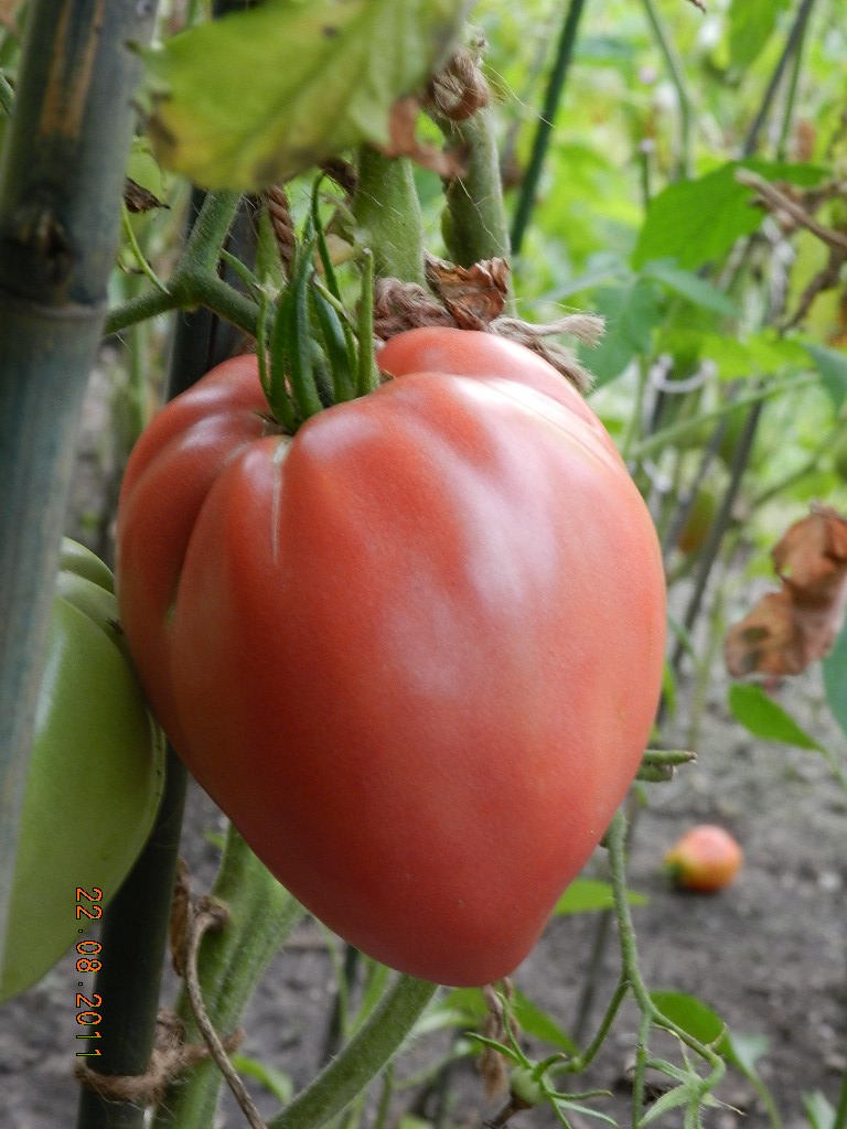 Dor de Vara : Despre rosii