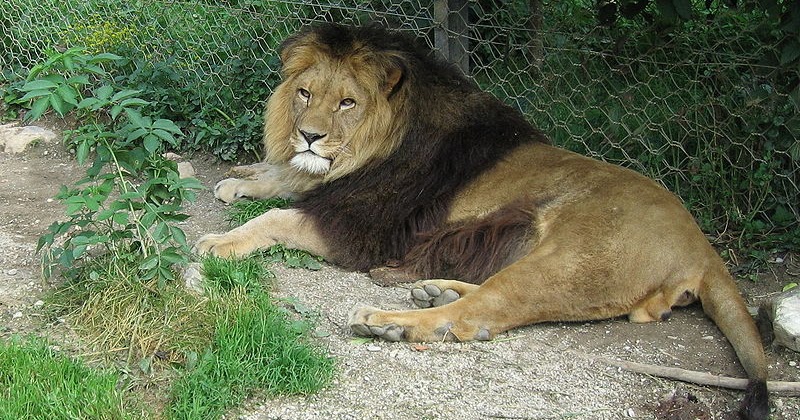 El mundo animal y la naturaleza: León del atlas