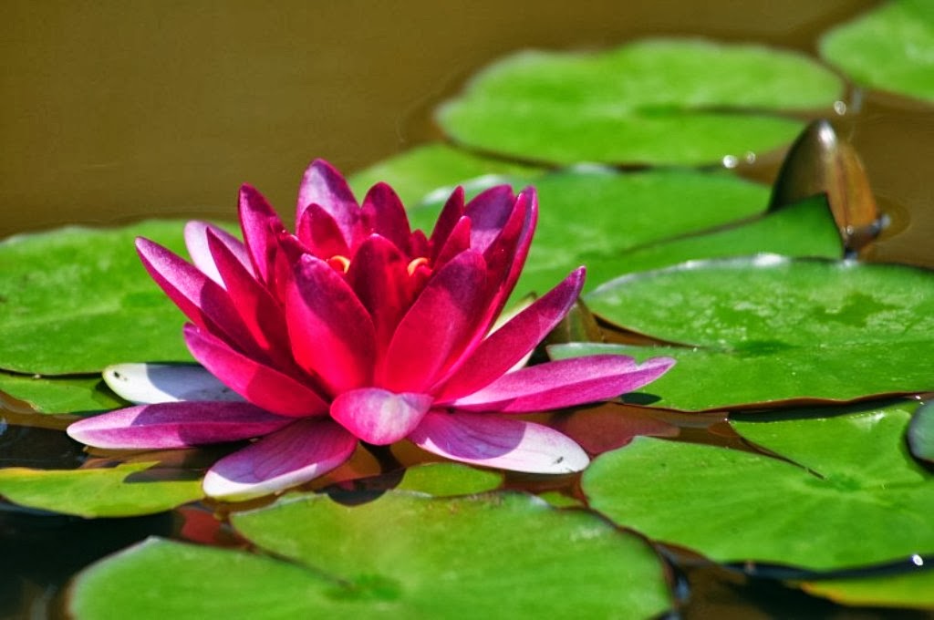 TAMAN SWARGALOKA: TERATAI