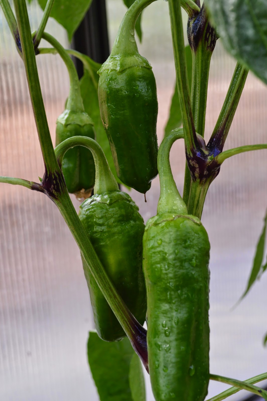 July Garden and Greenhouse Ramblings