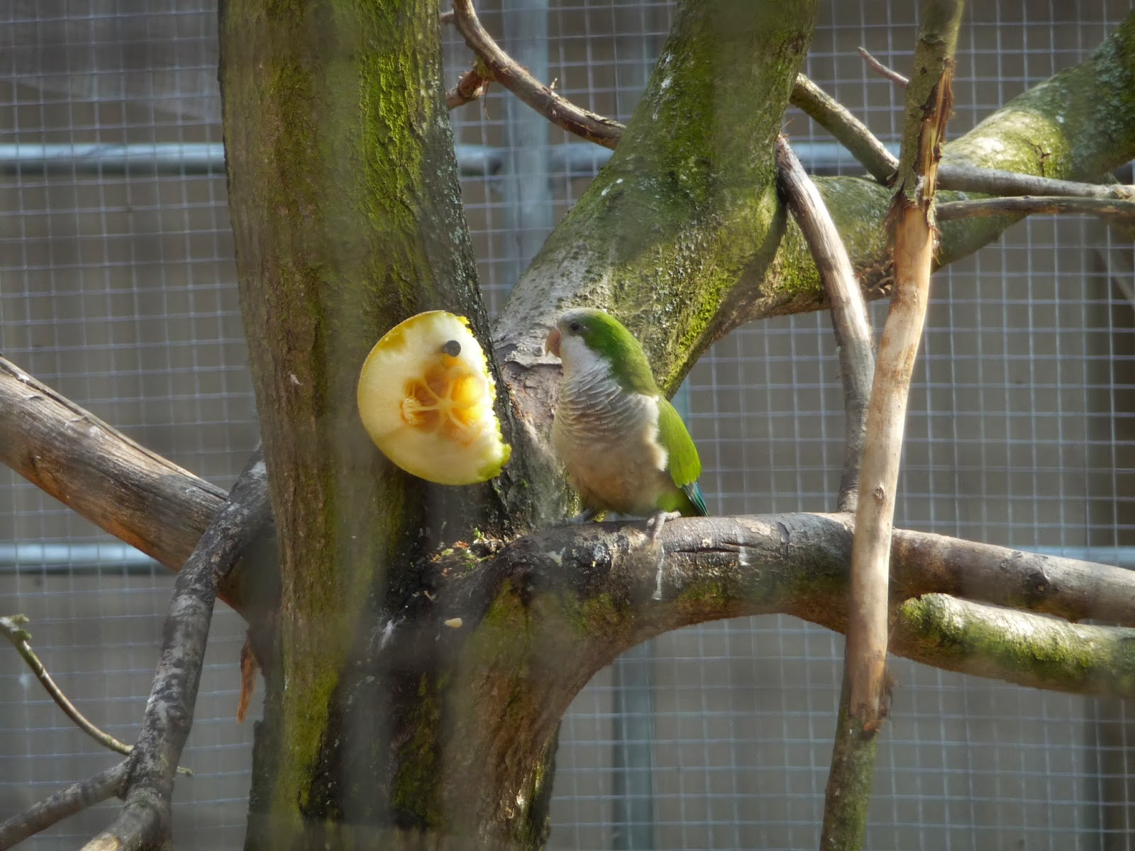 NATURE CONSERVA©TION: Changing soundscapes. The spread of parakeets in ...