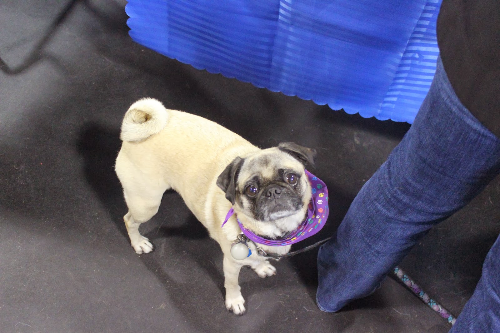 Know Thy Dog: DOGS WITH SHORT NOSES (BRACHYCEPHALIC SYNDROME)