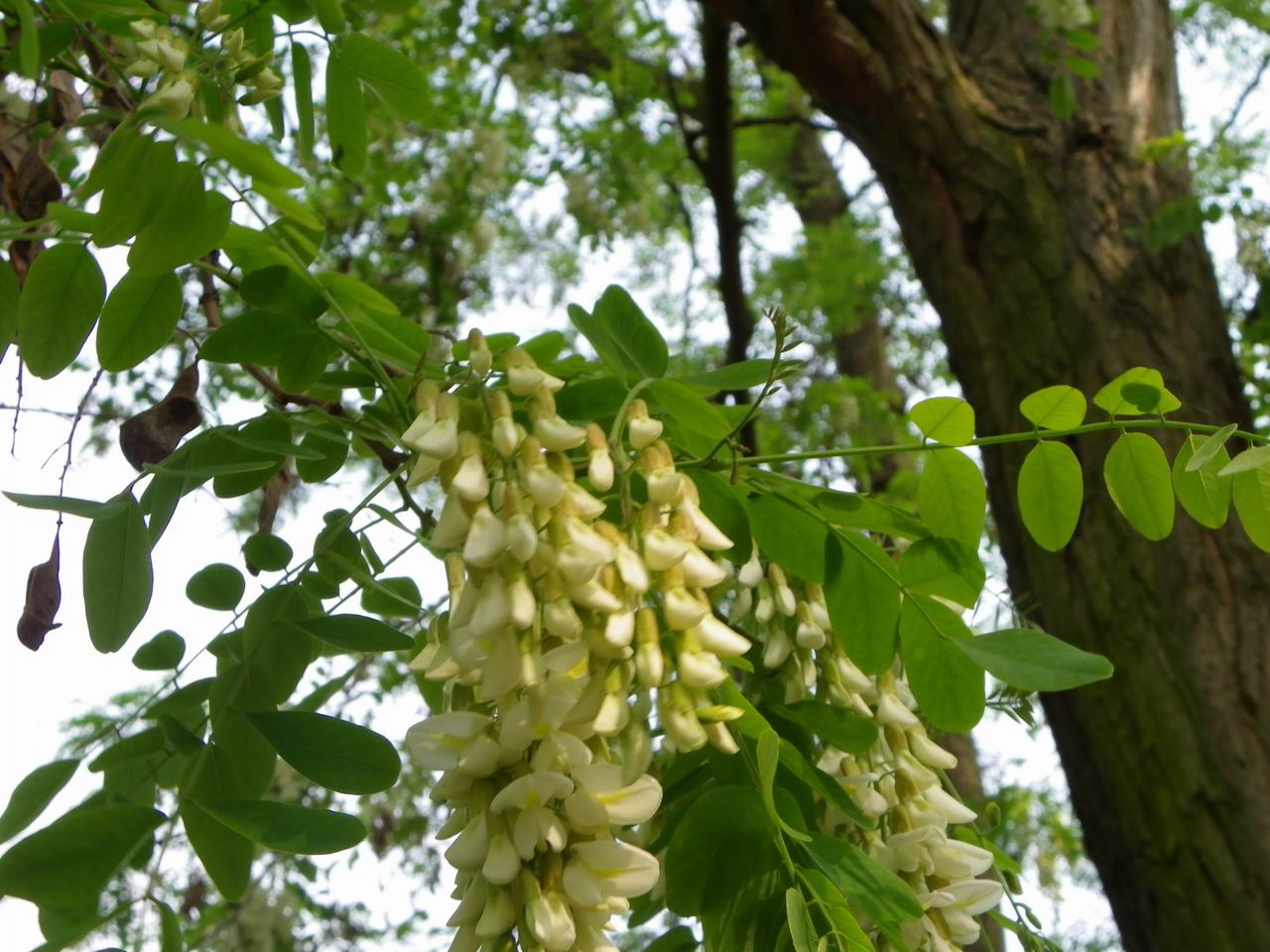 Fleur de Robinier faux-acacia