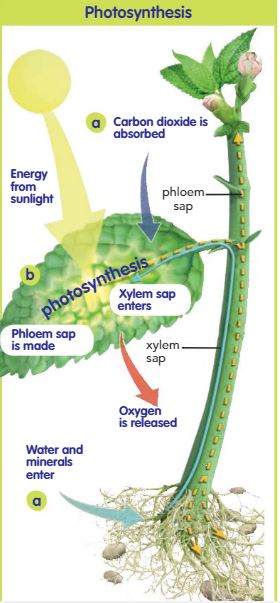 .: UNIT 4 Living organisms. Plants.