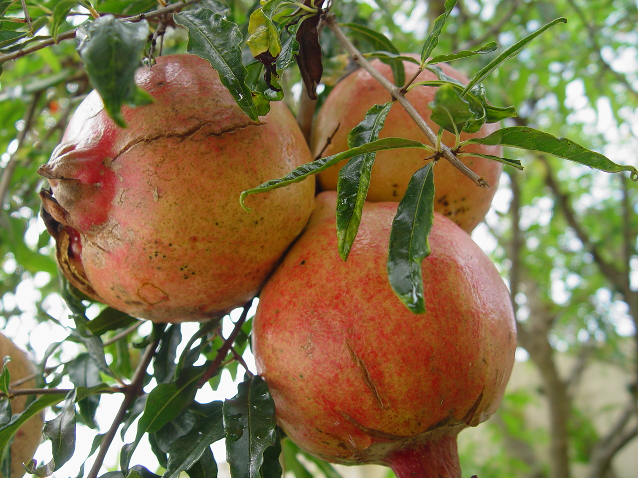 Romã a fruta: Para que serve