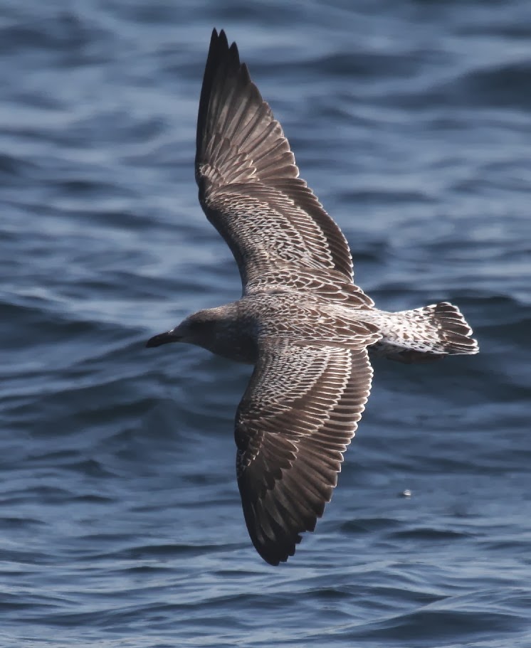 New England Coastal Birds: Part 2 continues......Rhode Island "Finally ...