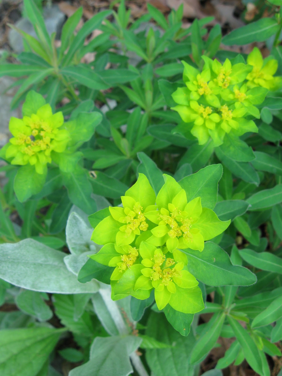 WashingtonGardener: Garden Bloggers' Bloom Day: May Blossoms