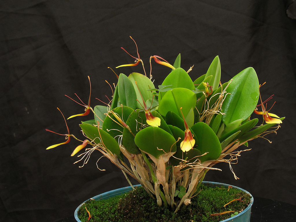 Restrepia trichoglossa care and culture | Travaldo's blog