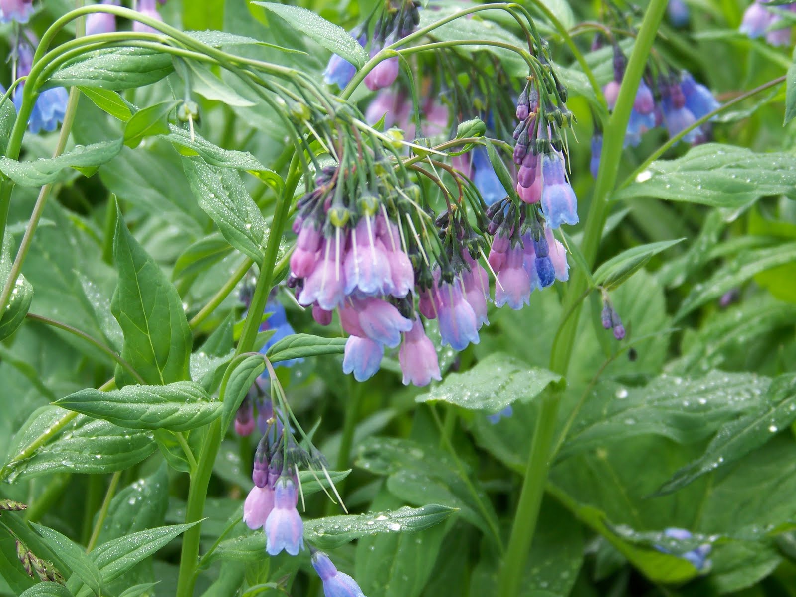 Our Nature: The Flowers at the Maroon Bells