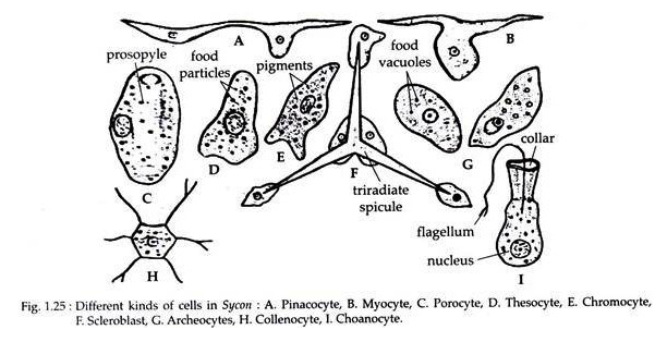 Biologia - nauka o życiu: Gąbki (Porifera)