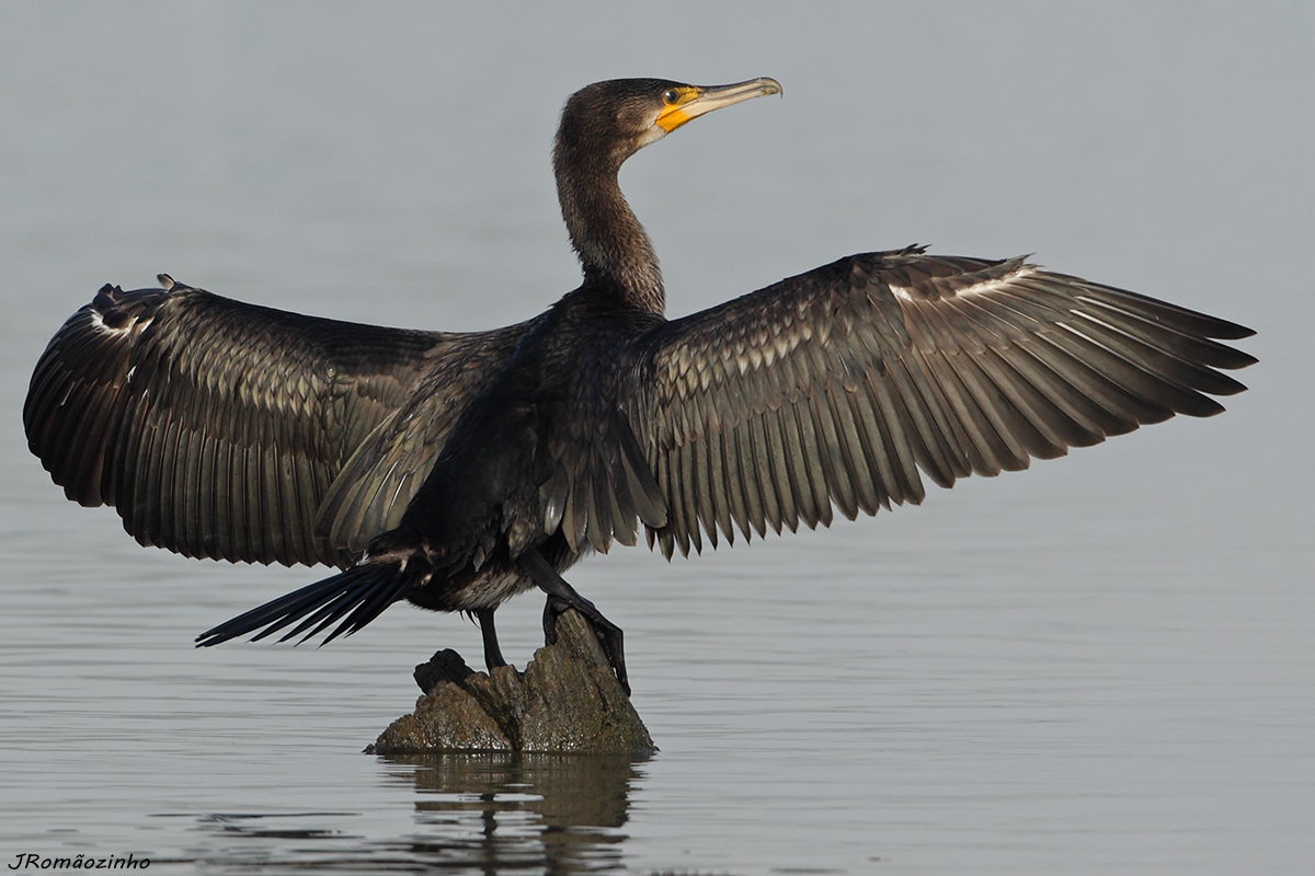 Pescador de aves: Corvo marinho de faces brancas