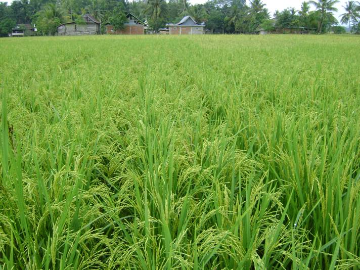 Biotek Agriculture and Aquaculture: Tanaman Padi Yang Sehat Dan Subur