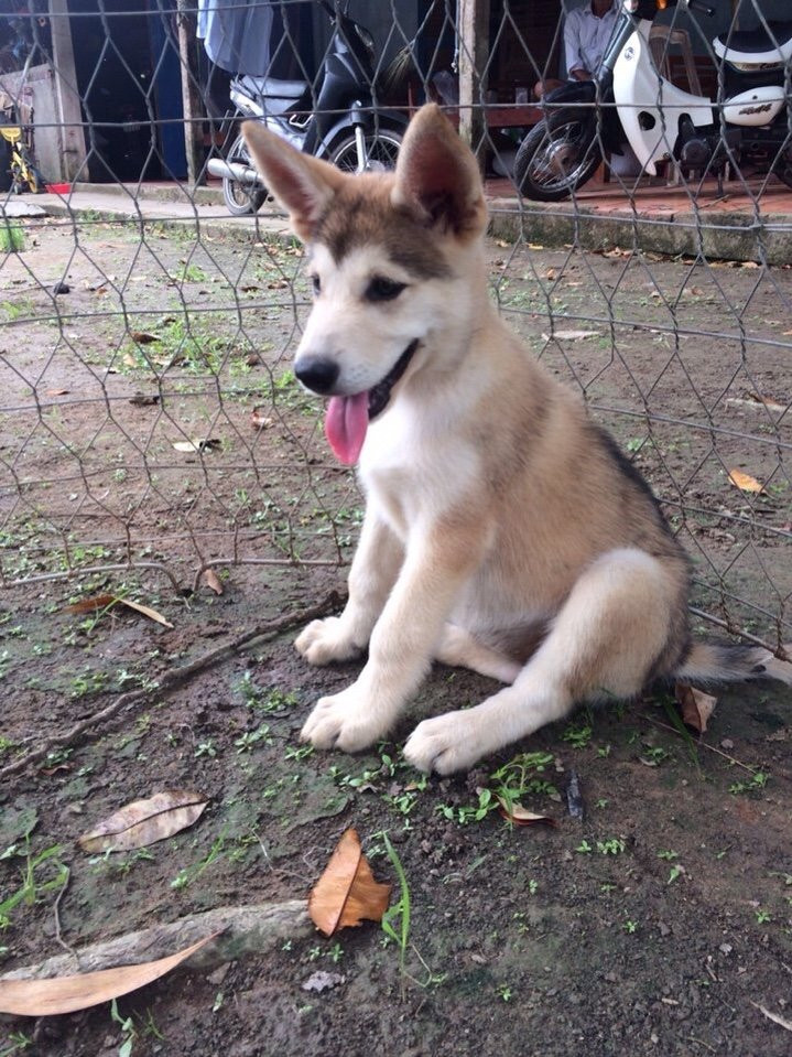 Bán chó con, Bán chó con tại Cần Thơ, Bán chó con giá rẻ: Bán chó con ...