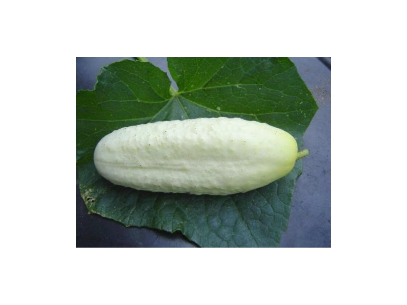 Pepino Branco Meio Comprido