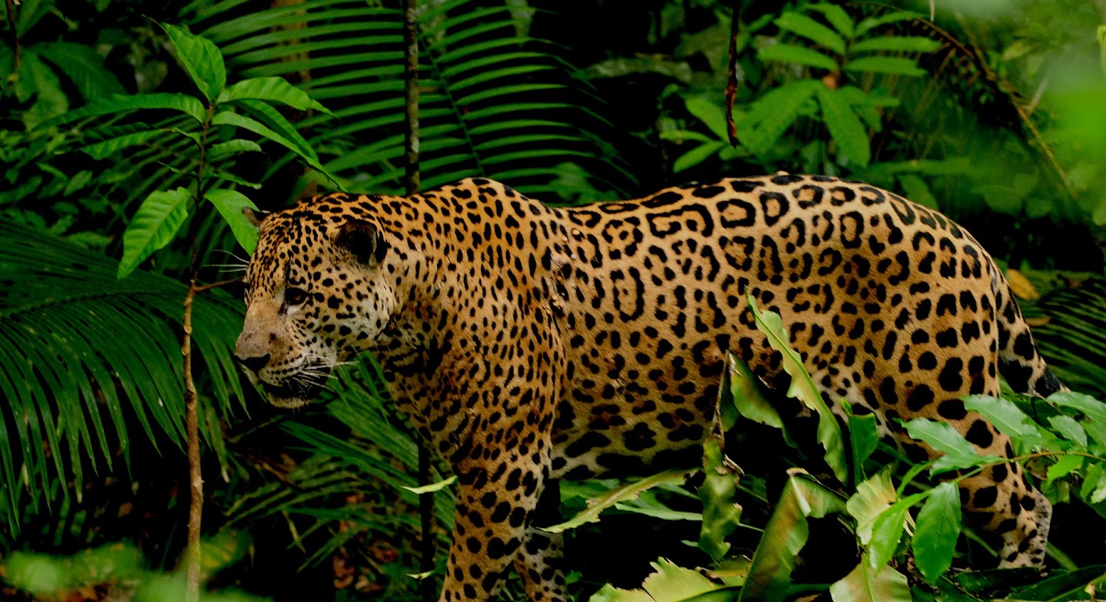 URIBISILU: PAUL ROSOLIE Amazon Explorer and Conservation Expert