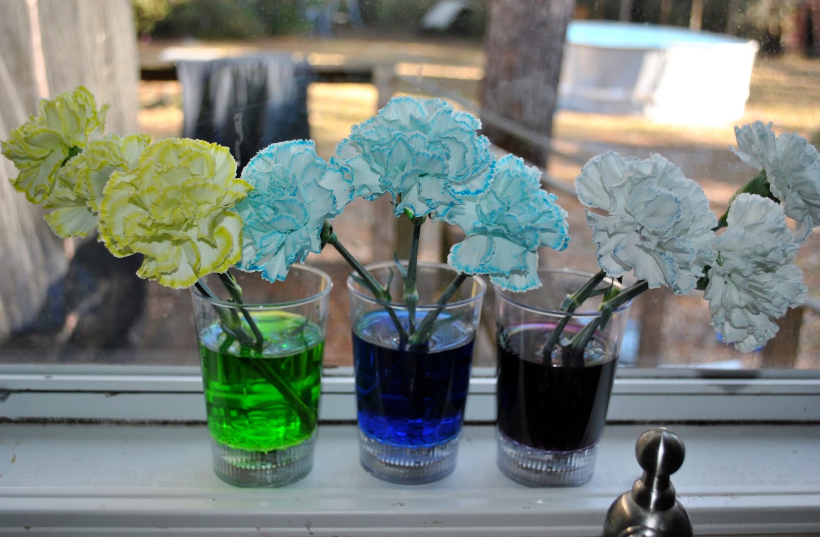 Carnation Water Experiment at Christy Redfield blog