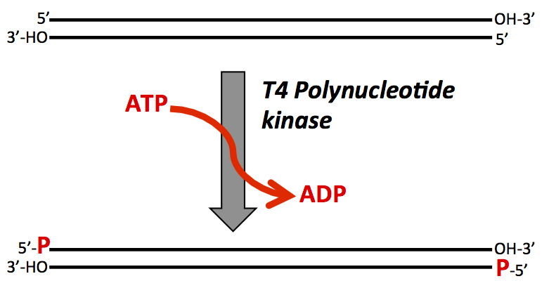RRResearch: It's the kinase!