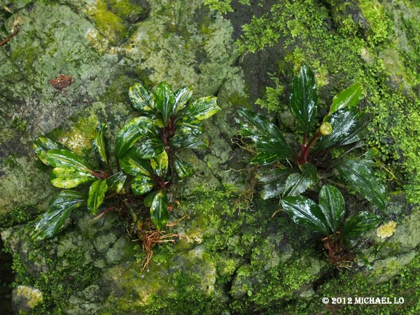 The rainforests of Borneo & Southeast Asia: Bucephalandra motleyana ...