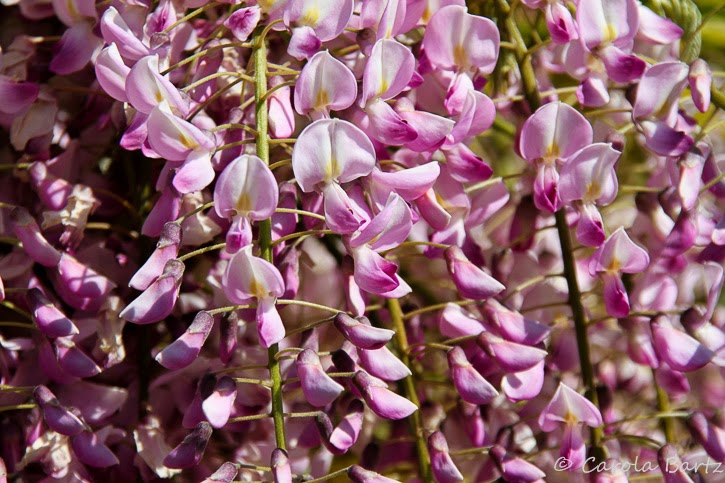 carola bARTz: The Pink Wisteria