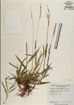 PLANT FAMILIES OF PUERTO RICO AND FLORIDA PAPO VIVES: POACEAE SINGLE ...