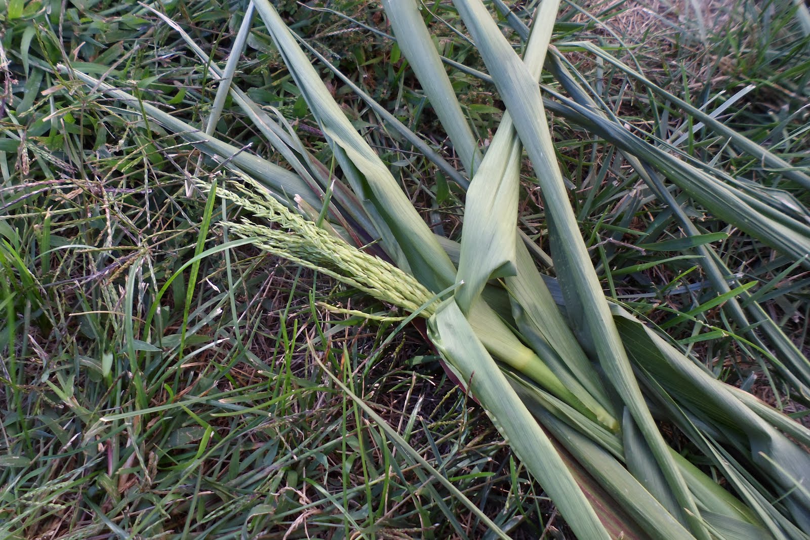The Perennial Agriculturalist: teosinte takes a hit