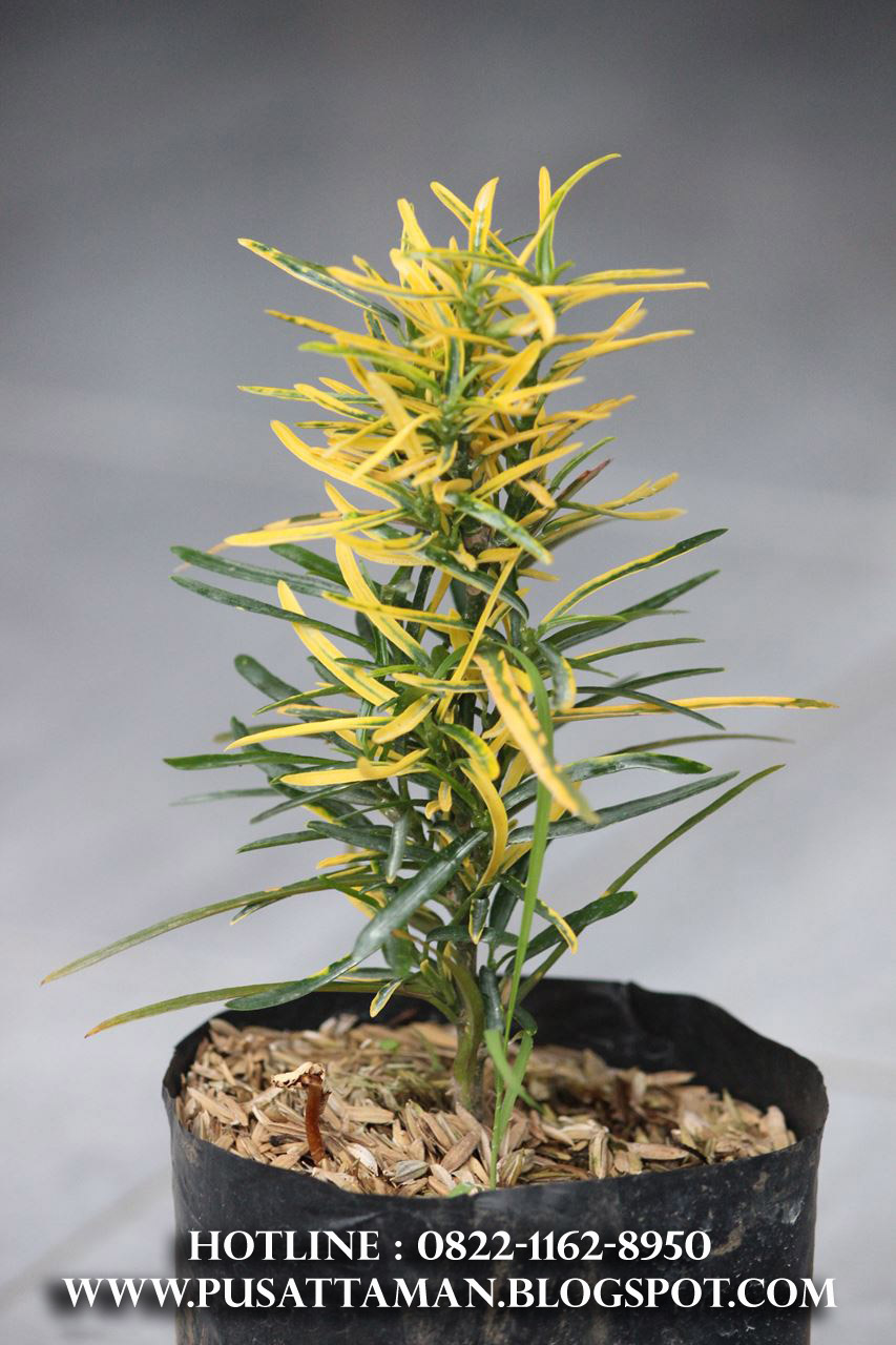 JUAL POHON PURING TERI | JUAL TANAMAN HIAS | TUKANG TAMAN MURAH ...