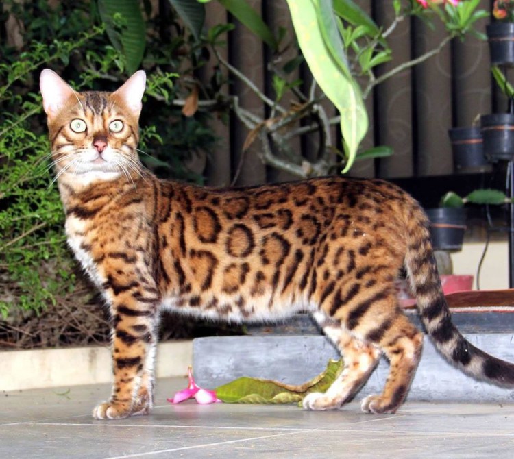 Kucing Bengal - Kucing Comel