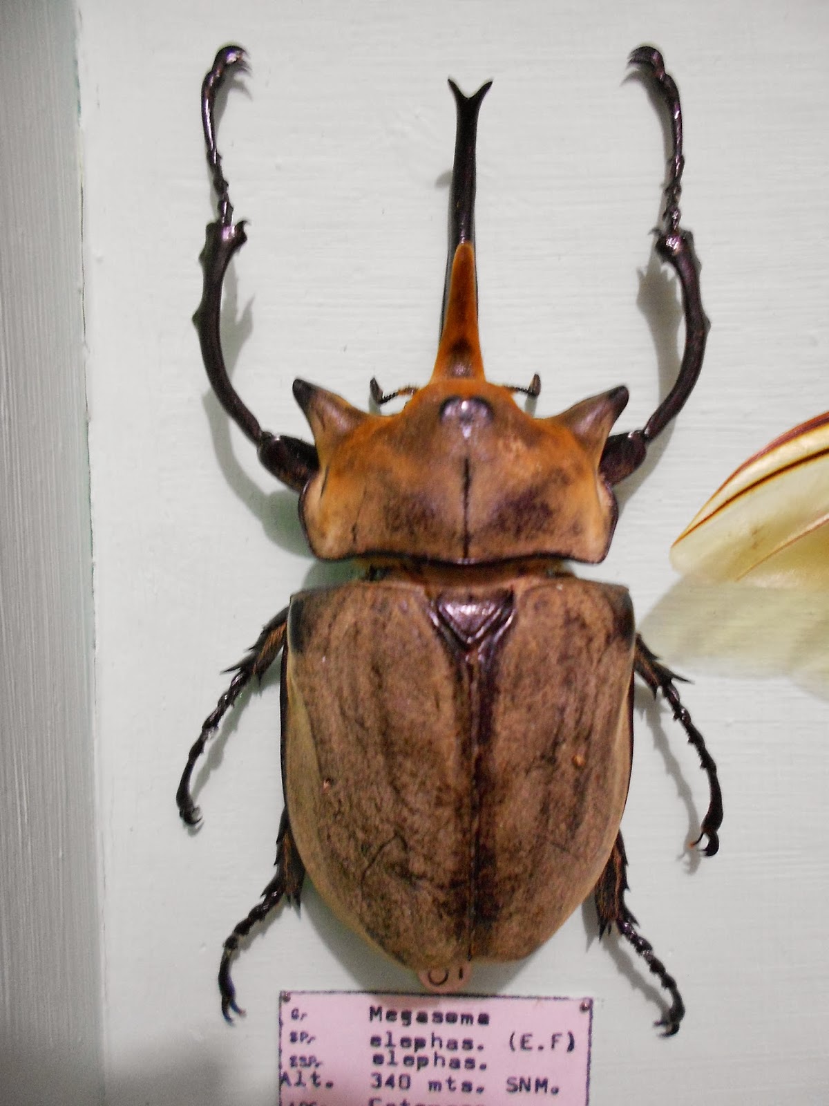 Insectos y Artrópodos Mexicanos y extranjeros: Importancia Ecológica de ...