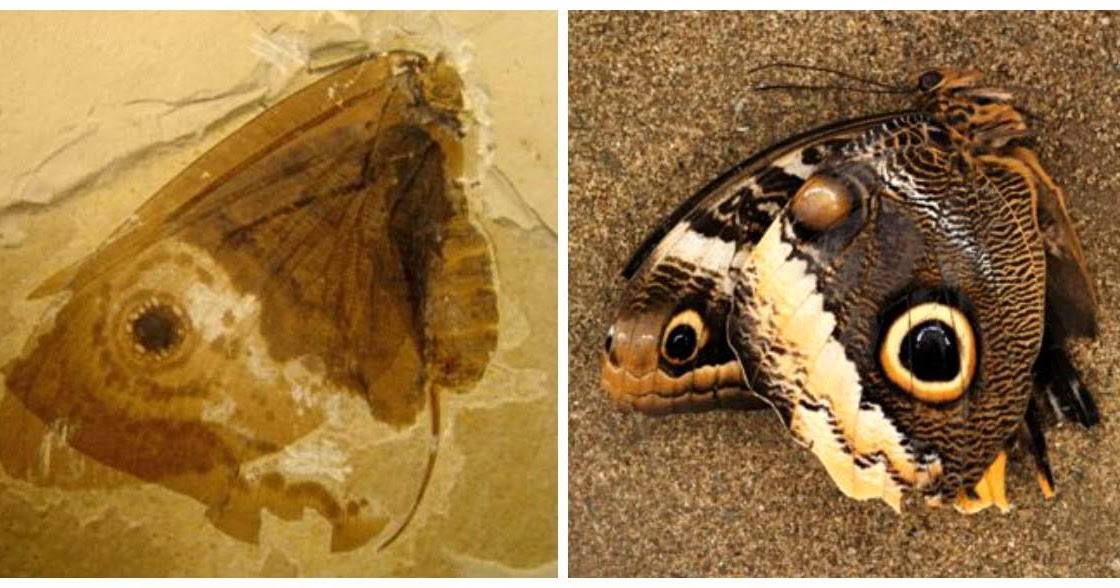 Scientists Discover Prehistoric 'Jurassic Butterfly' | Geology In