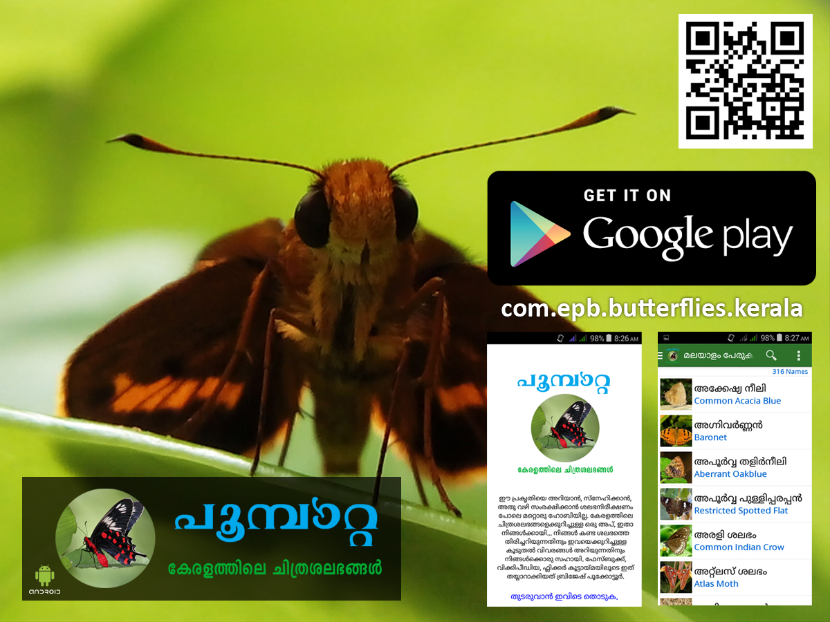 Poompatta - Butterflies & Moths of Kerala - Now on Google Play ...
