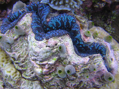 Real Monstrosities: Giant Clam
