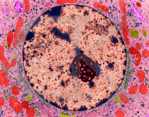 ANATOMÍA: IMÁGENES REALES DE ORGÁNULOS VISTOS AL MICROSCOPIO