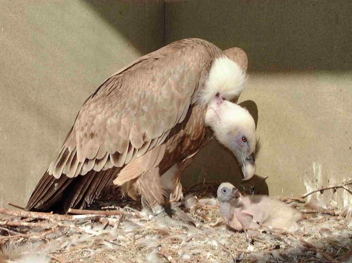 El ojo del buitre: Aves - Buitre leonado (Gyps fulvus)
