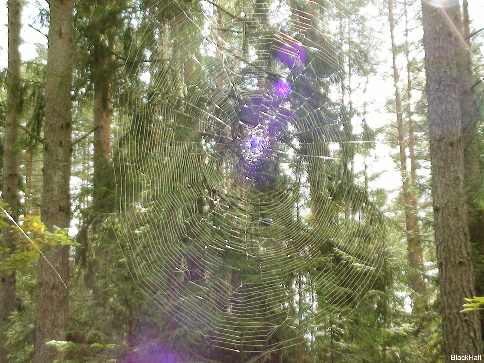 Rudens #1 - PhotoBlogSite