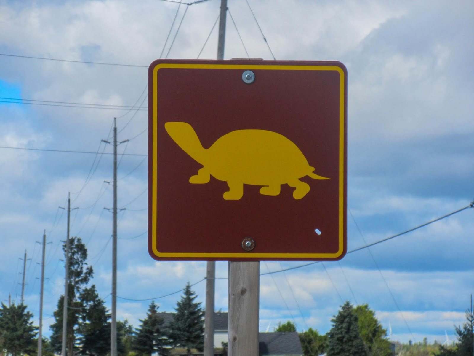 Cannundrums: Animal Signs