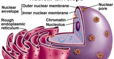 Liceo Scientifico e Linguistico Galileo Galilei di Civitavecchia: Il nucleo