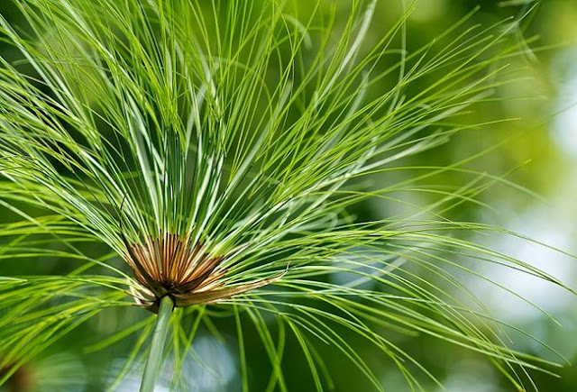 Papirus - Pracownia Architektury Krajobrazu