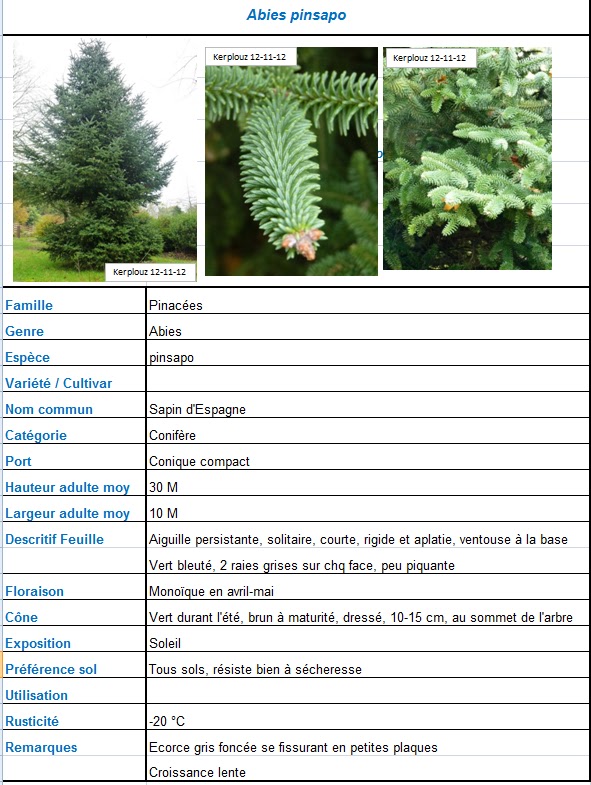 polyculturevert: LES CONIFERES 1ere partie