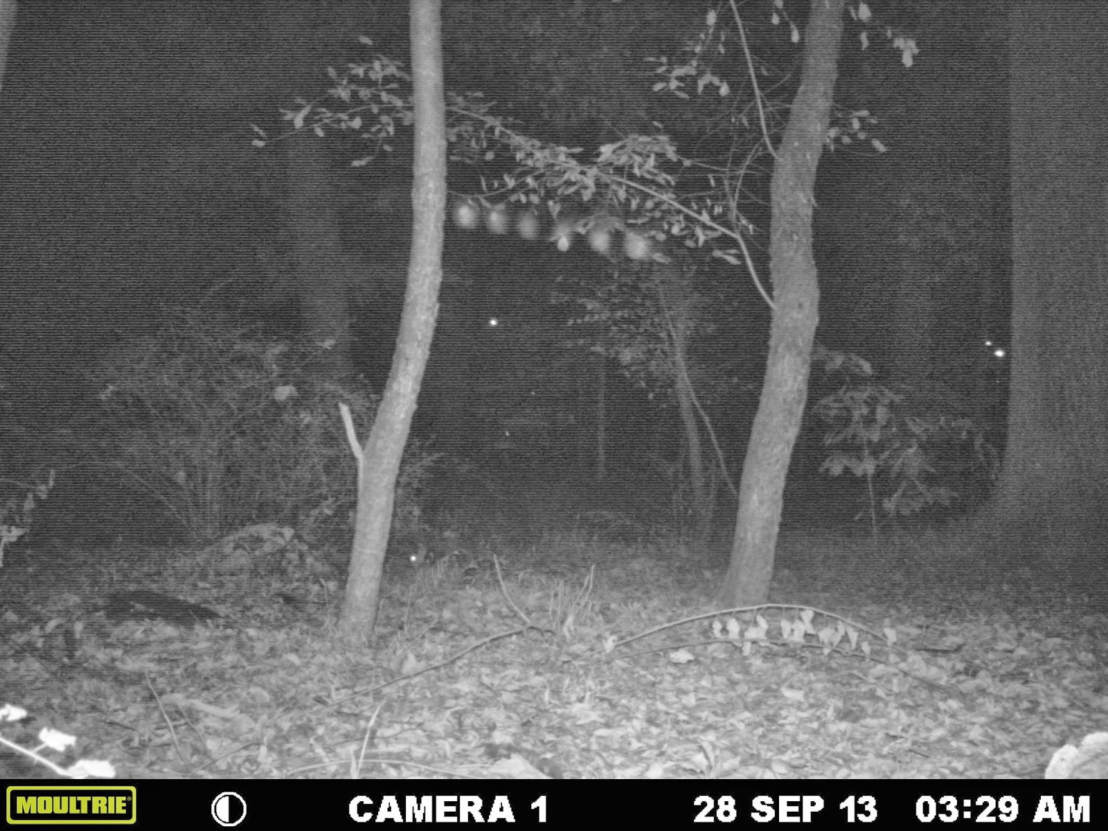 Phantoms and Monsters - Real Cryptid Encounter Reports - Fortean ...