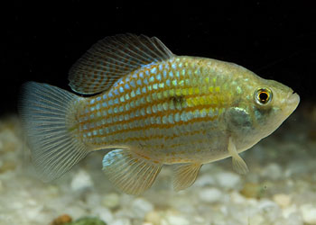 Flagfish - Fishes World - HD Images & Free Photos