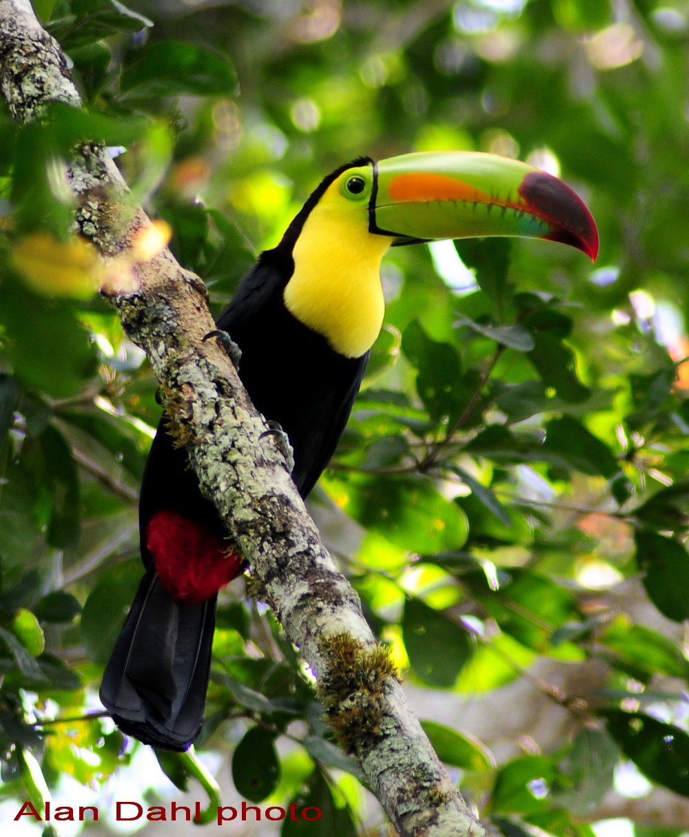 Belize Field Notes A Belizean Classic belize-field-notes-a-belizean-classic