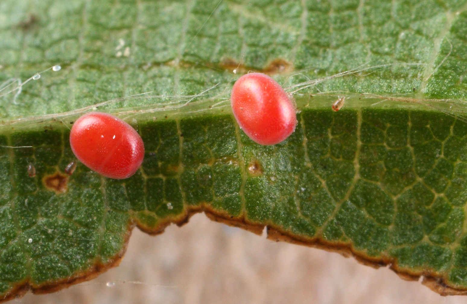 JJ's Photographic nature blog: August 2013