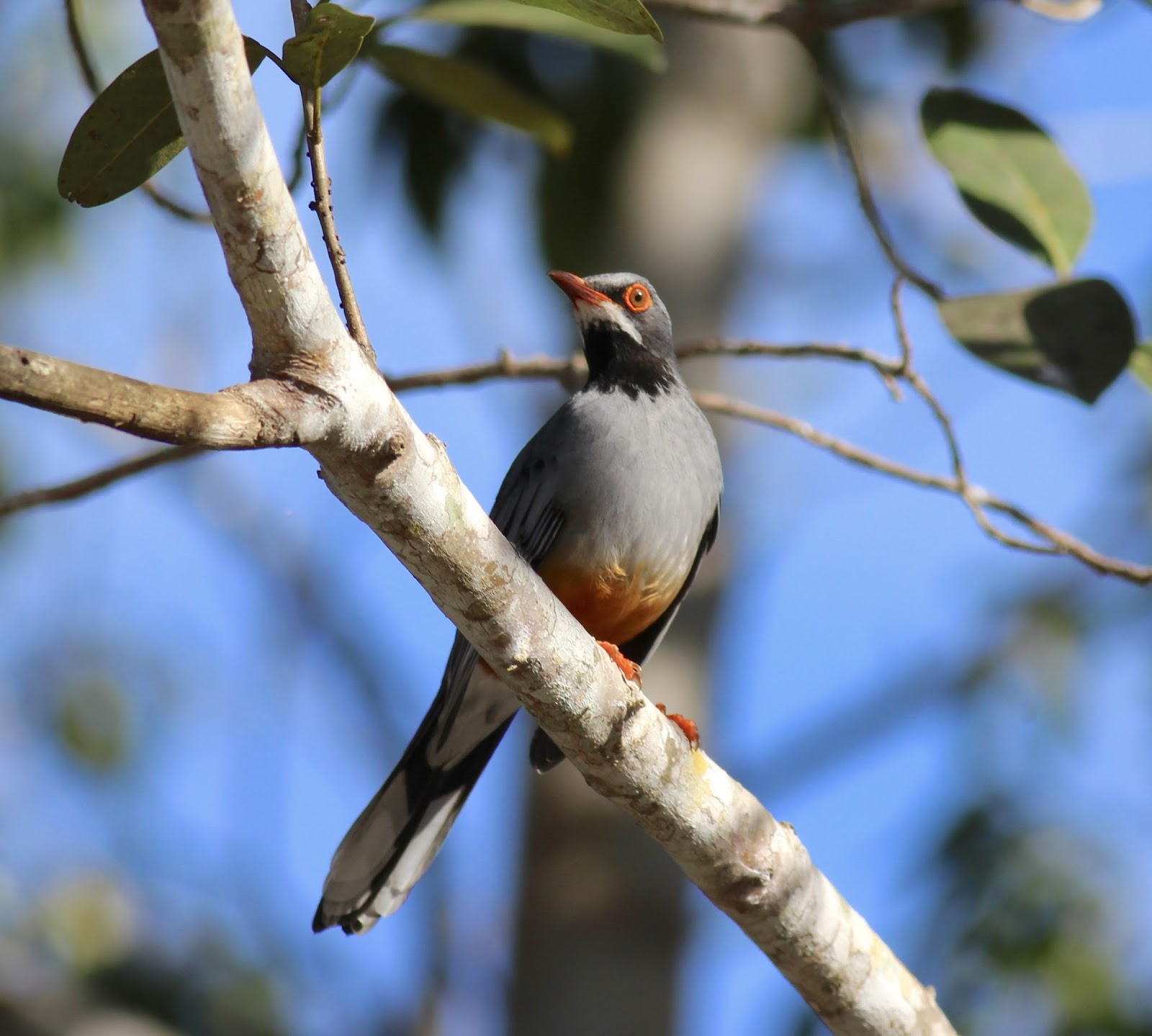 Photographicbirdlistomania: Red-legged Thrush (Turdus plumbeus ...