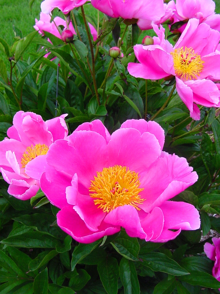 Gardening with Wyatt: Making Pink for Ronnii's Party!