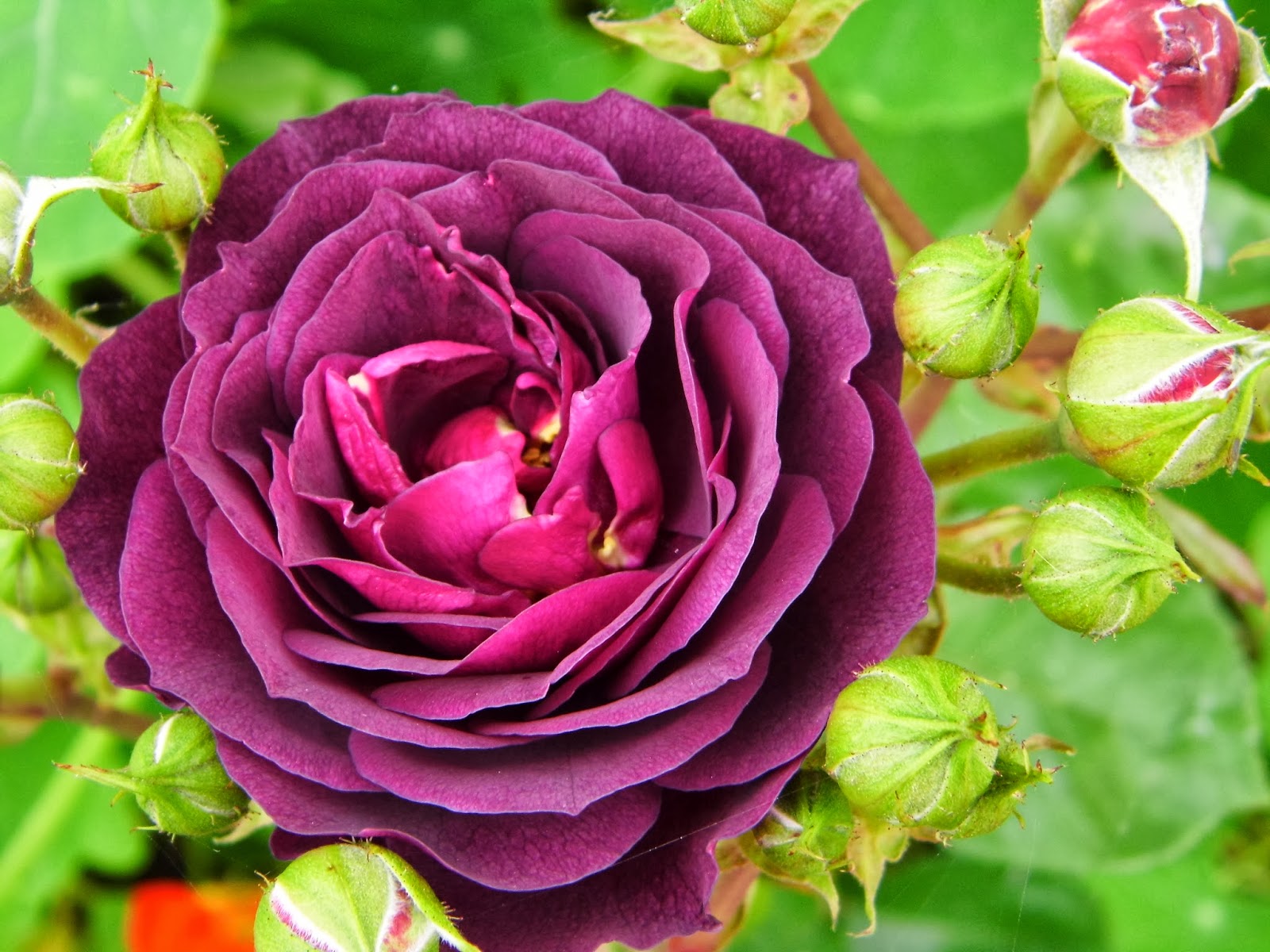 One Mother Hen: First roses of spring