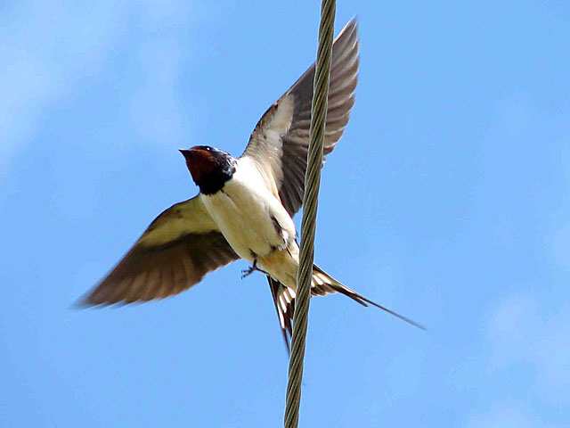 PTAKI POLSKIE: JASKÓŁKA