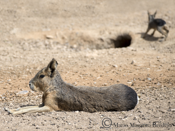 PERDIDO EN EL AMAZONAS: Mara