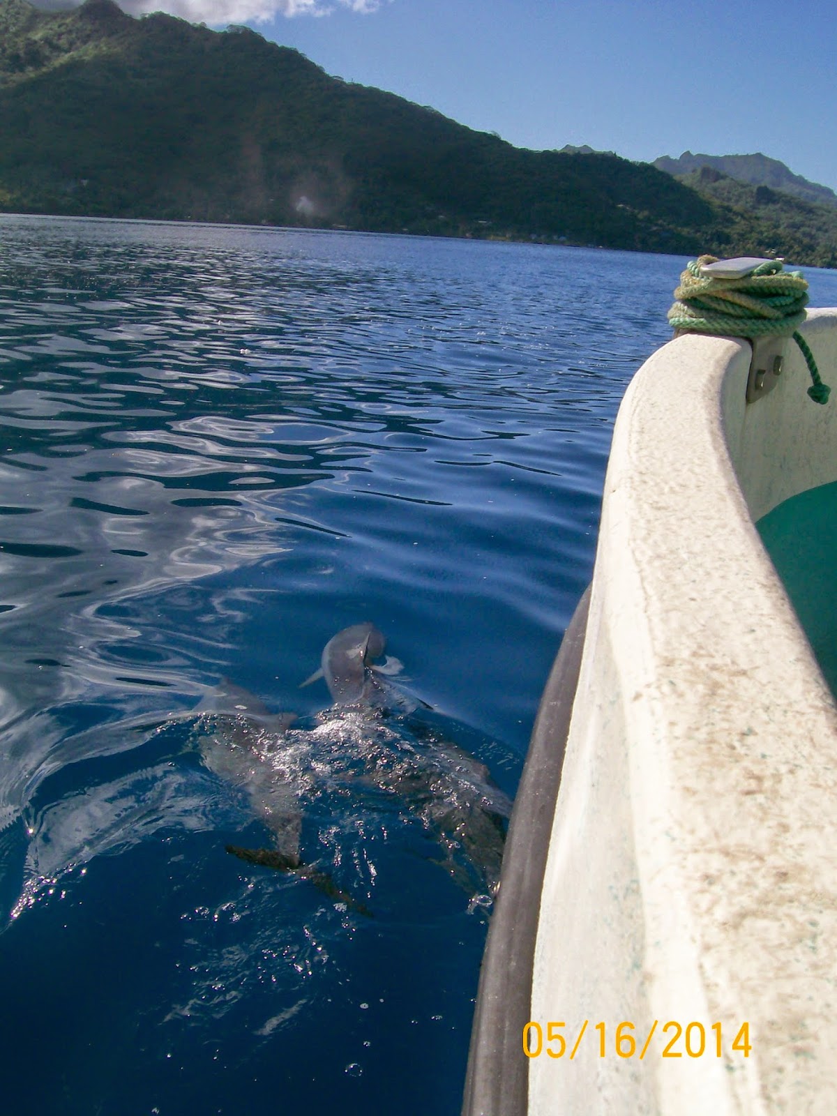 Rockhounding Around: Incredible Cruise: Day 7 - Moorea- Dolphin ...
