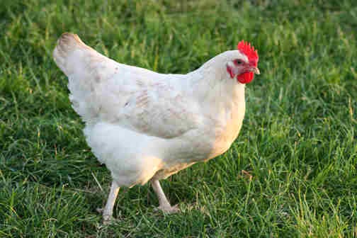 Top 10 Richest Pets in the World | Most Beautiful