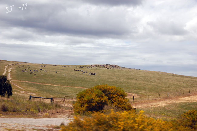 AyersRockBlog: Ahdistus kourallisessa tomua